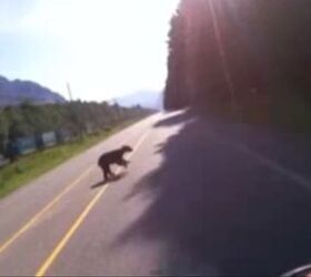 Helmet Cam Captures Motorcyclist Crashing Into Bear – Video ...